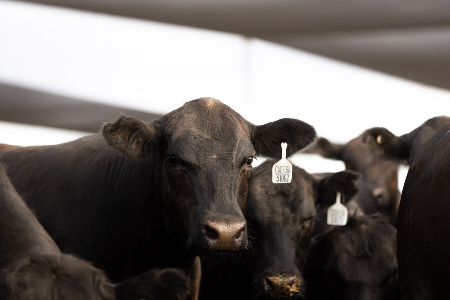 Customer Success Story - Cadelga Cattle Co - Livestock Junction